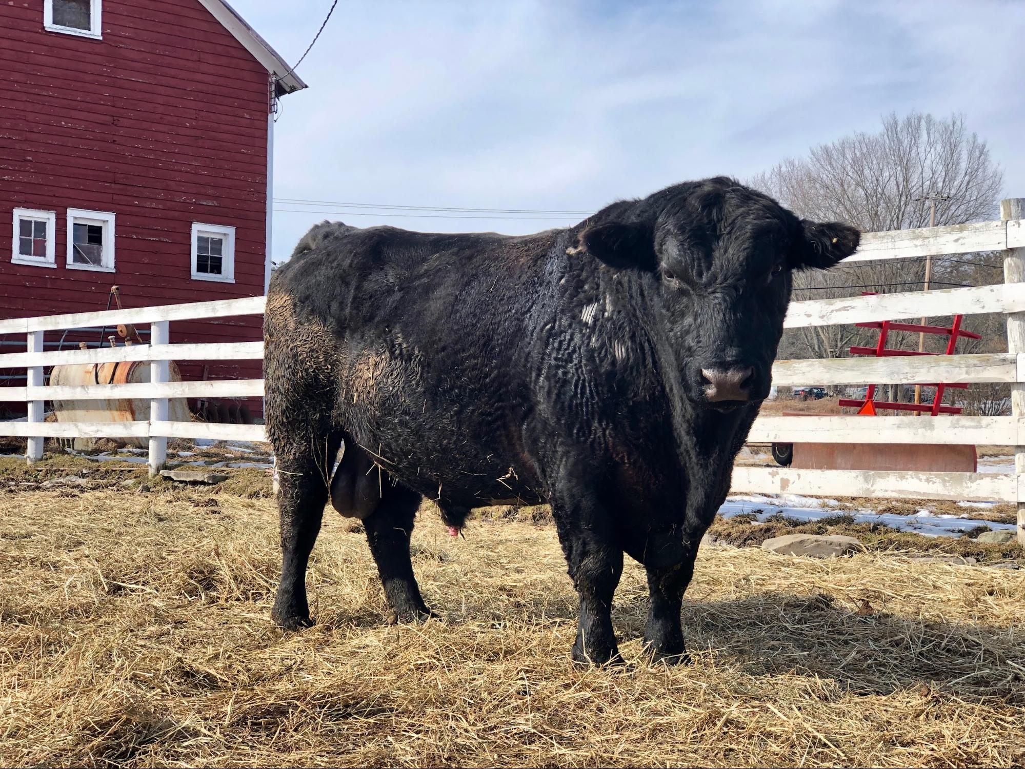 Central Bridge Farms